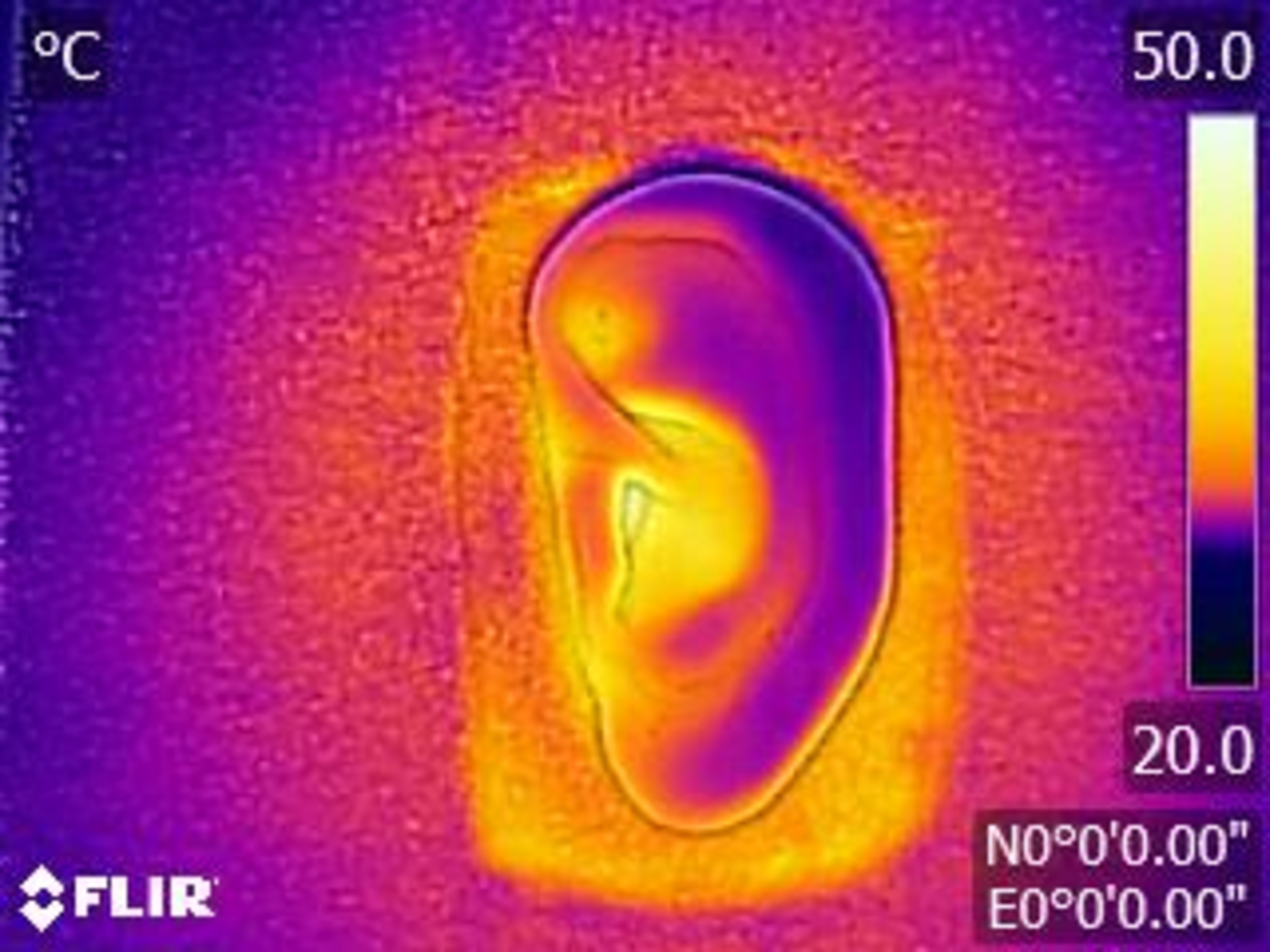 Sennheiser HD 600 / HD600 Review